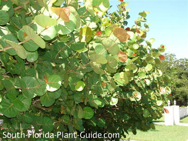 Sea Grape