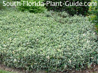 Cold Hardy Landscapes for South Florida