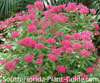 Shade Landscaping for South Florida