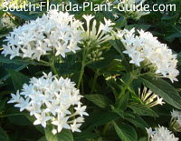 Formal Landscaping for South Florida