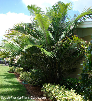 Arenga Palm
