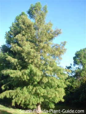 Bald Cypress Tree