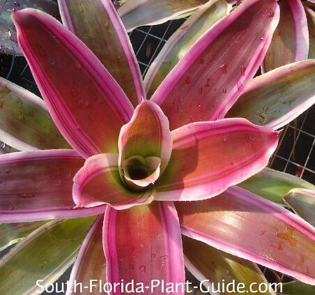 Bromeliad