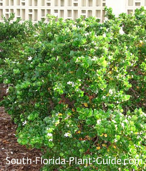 Carissa - Natal Plum, Boxwood Beauty and Emerald Blanket