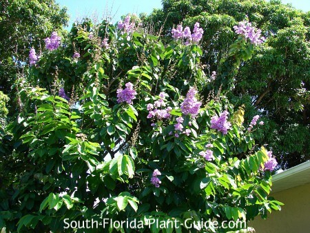 Queen Crape Myrtle Tree