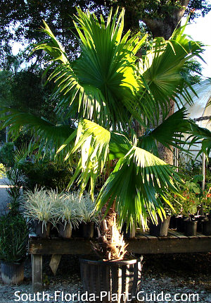 Florida Thatch Palm