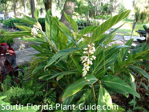 Variegated Ginger