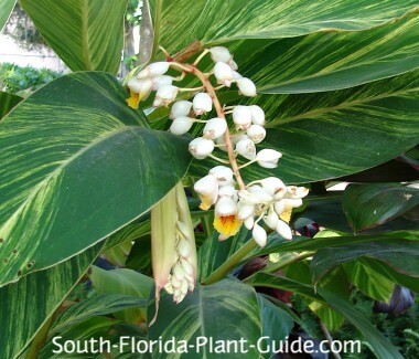 Variegated Ginger