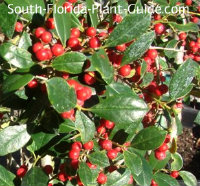Holly Trees for South Florida
