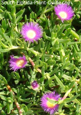 Ice Plant