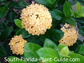 Dwarf Ixora and Maui Ixora