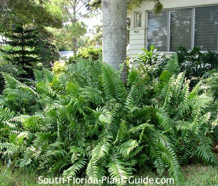 South Florida Ferns