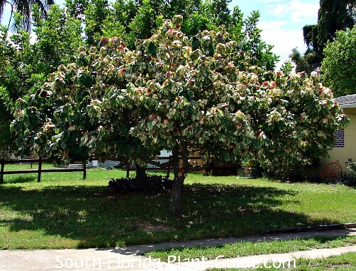 Variegated Mahoe Tree