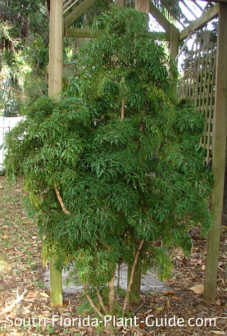 Ming Aralia