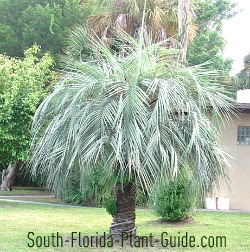 Pindo Palm