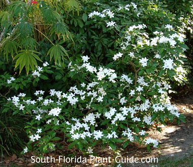 Pinwheel Jasmine