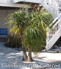 Ponytail Palm