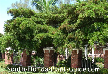 Shady Lady Black Olive Tree