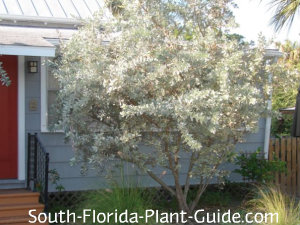 Silver Buttonwood