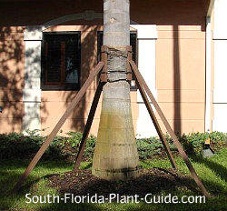 Planting Tips for South Florida