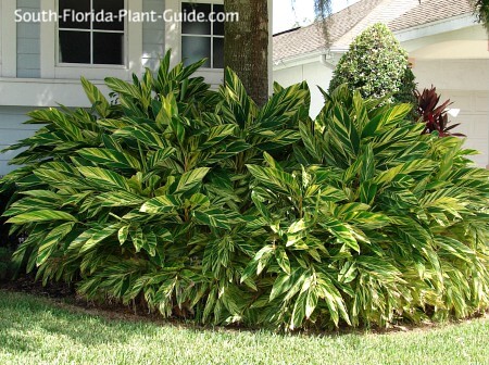 Variegated Ginger