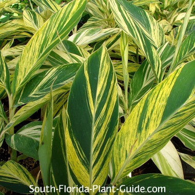 Variegated Ginger