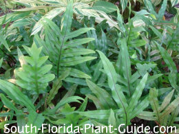 South Florida Ferns
