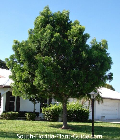 Afrocarpus Falcatus Podocarpus Gracilior African Fern 60 Off