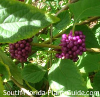 Native Plant Landscaping for South Florida - Collection 1