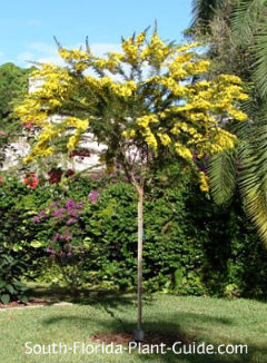 Cassia Trees