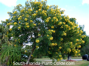 Cassia Trees