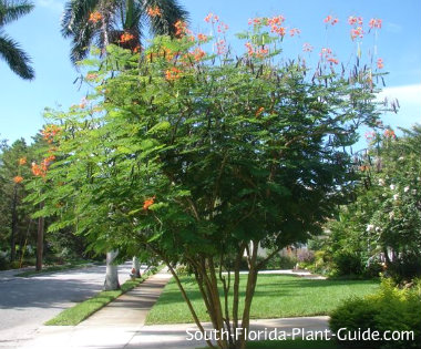 Dwarf Poinciana Tree