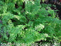 South Florida Ferns