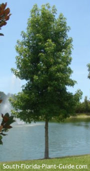 Florida Maple Tree