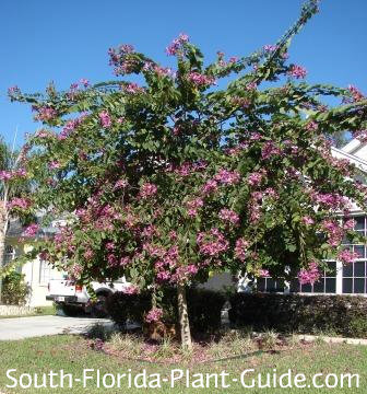 Hong Kong Orchid Tree