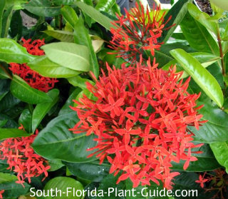 Ixora - Nora Grant and Super King