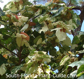 Variegated Mahoe Tree