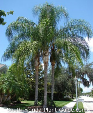 Queen Palm