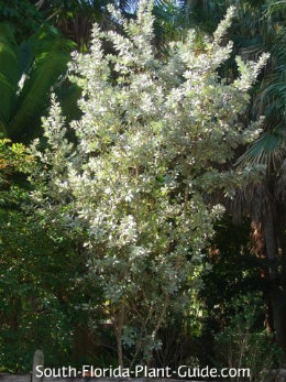Silver Buttonwood